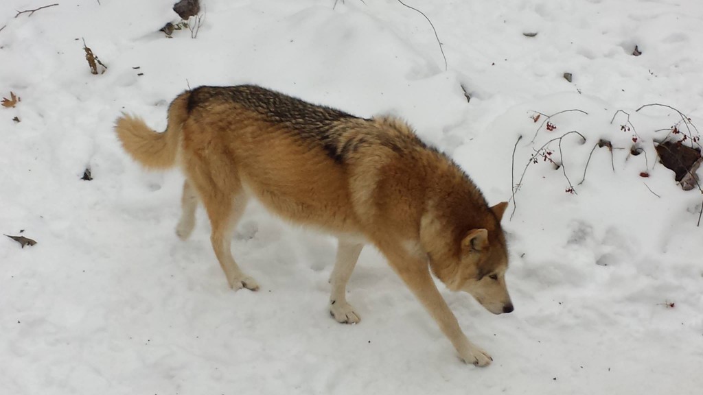Timber Wolf | Friends of the Baraboo Zoo