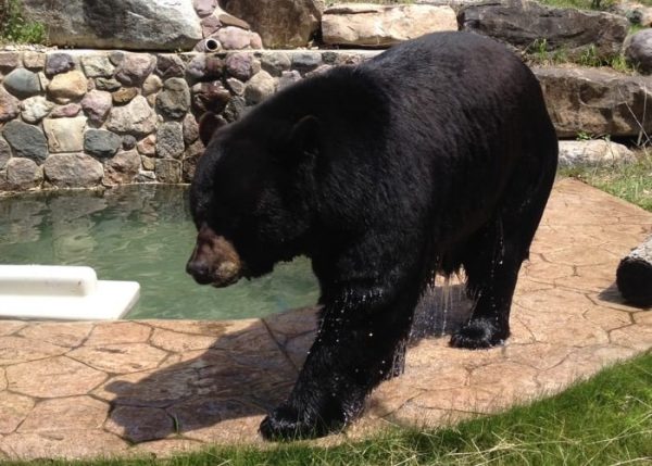 Meet the Animals | Friends of the Baraboo Zoo