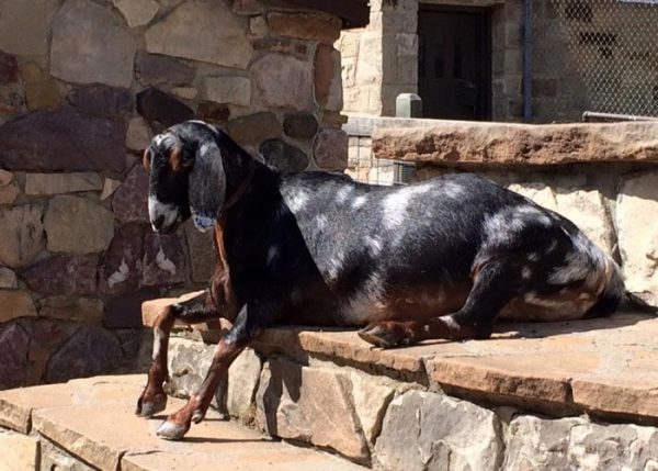 Domestic Goat | Friends of the Baraboo Zoo